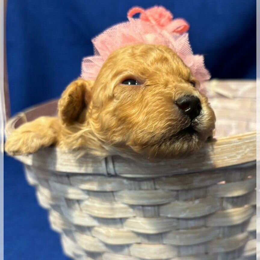 Щенок Той-пудель