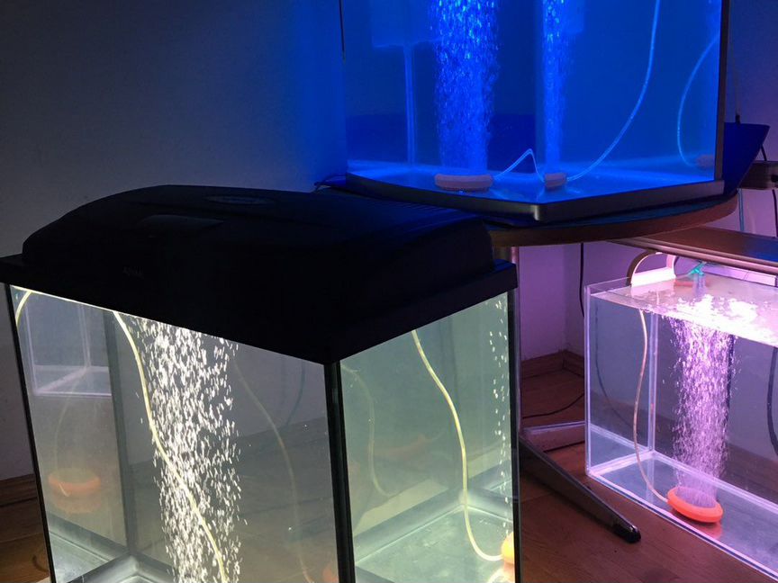 Аквариум aquael classic 80 литров