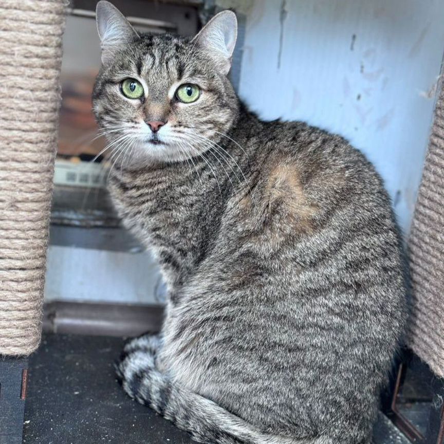 Кошка фея в добрые руки