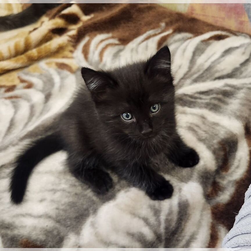 Котёнок от частного владельца
