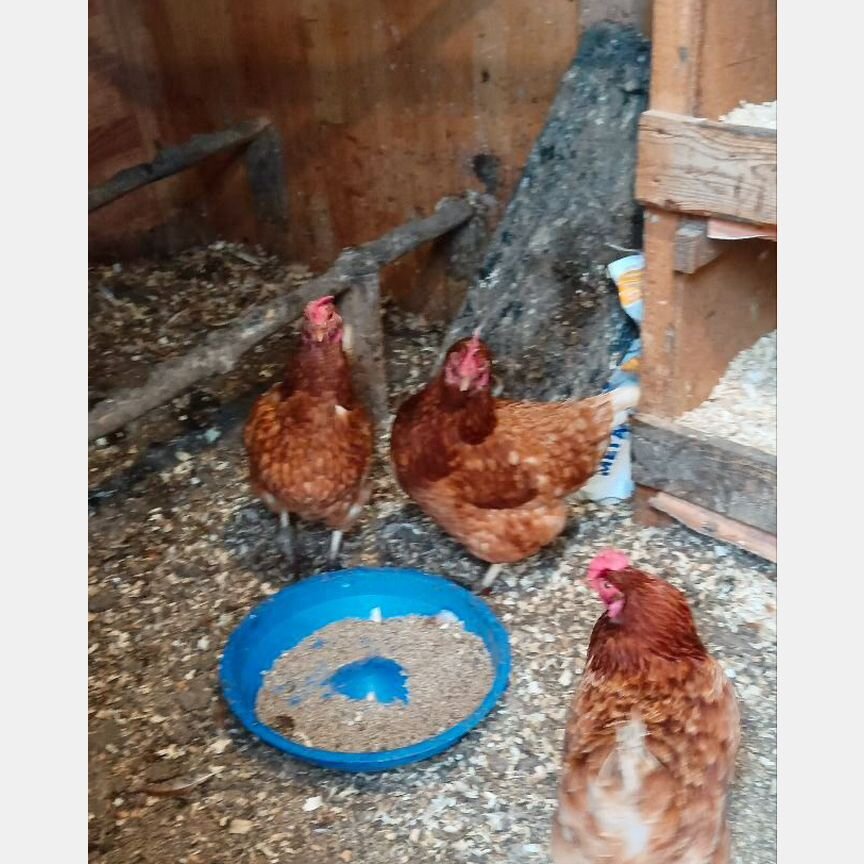 Куры несушки продам