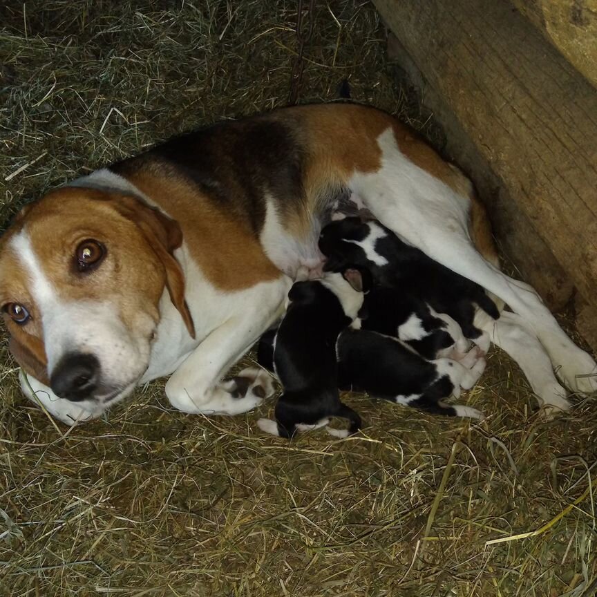 Эстонская гончая щенки