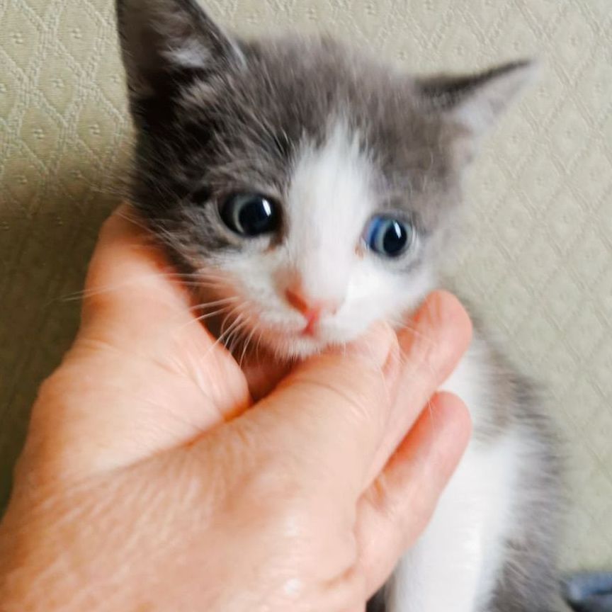 Котенок мальчик 1 месяц