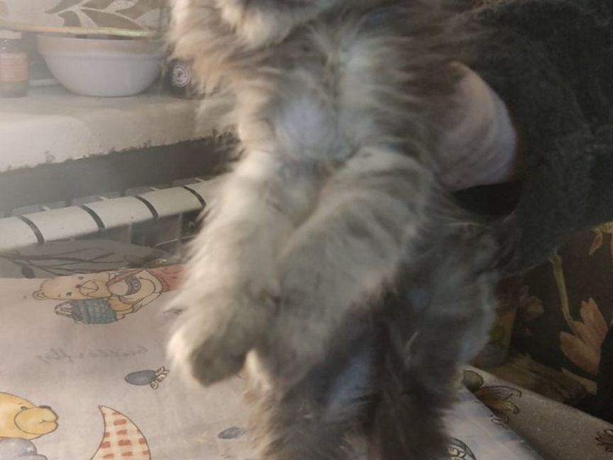 Отдаются в очень ответственные руки (бесплатно )