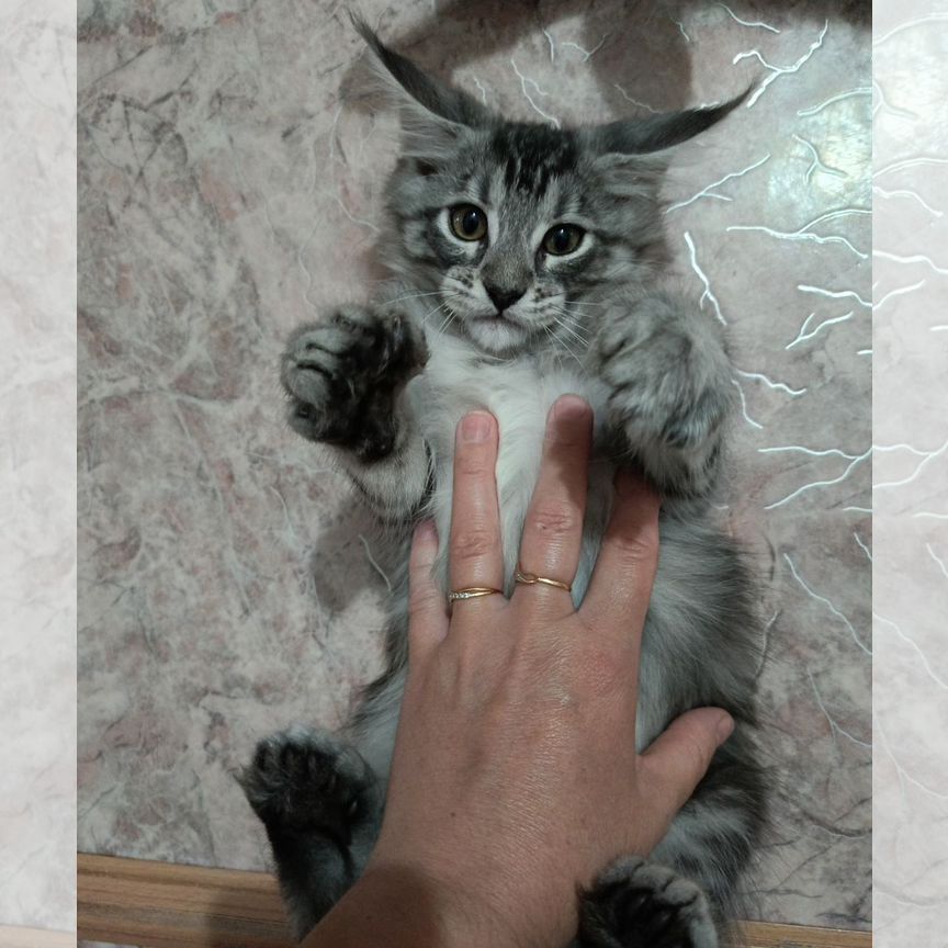Мейн-кун котёнок
