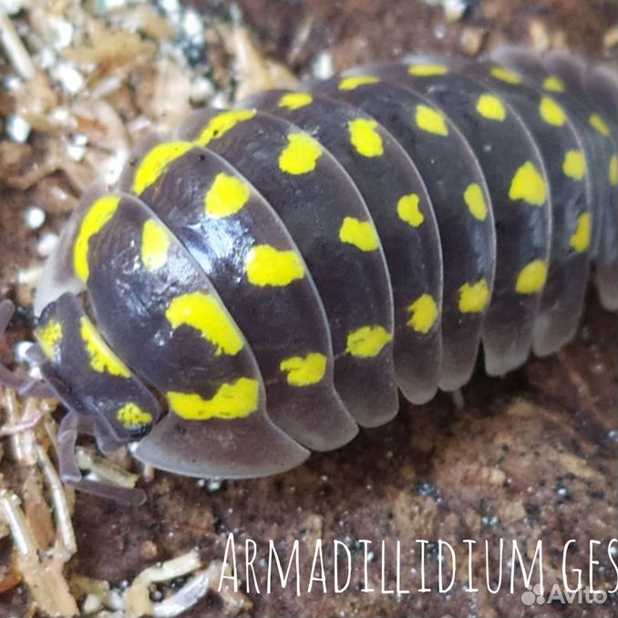 Красивые экзотические мокрицы