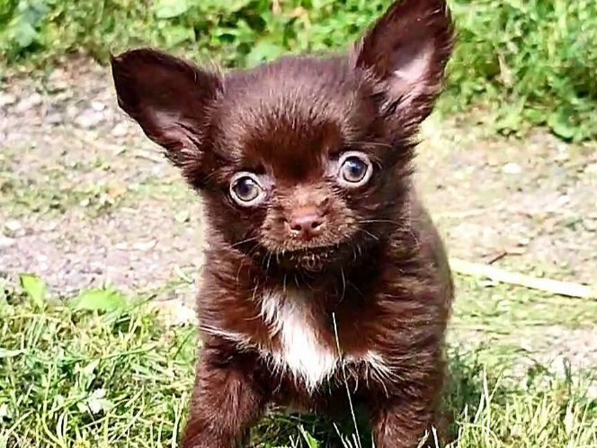 Шоколадная малышка чихуахуа