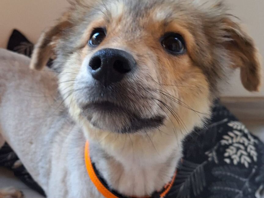 Собака в добрые руки