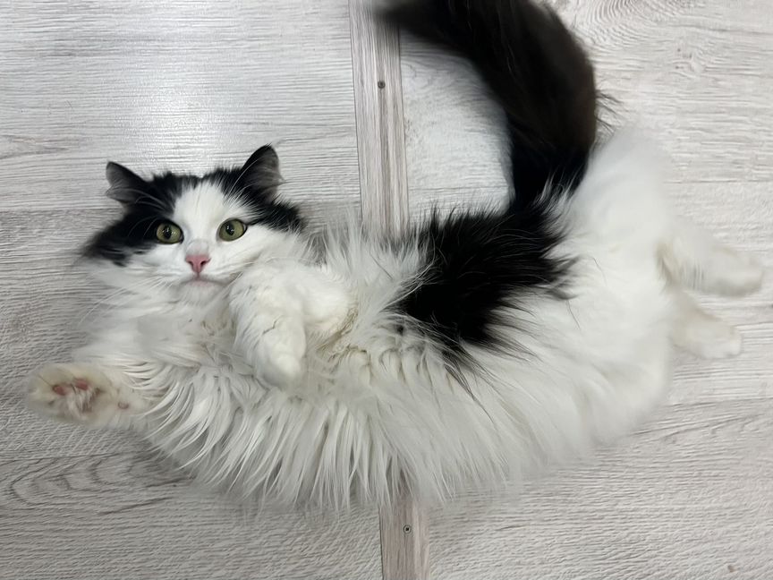 Отдаем кису в добрый руки