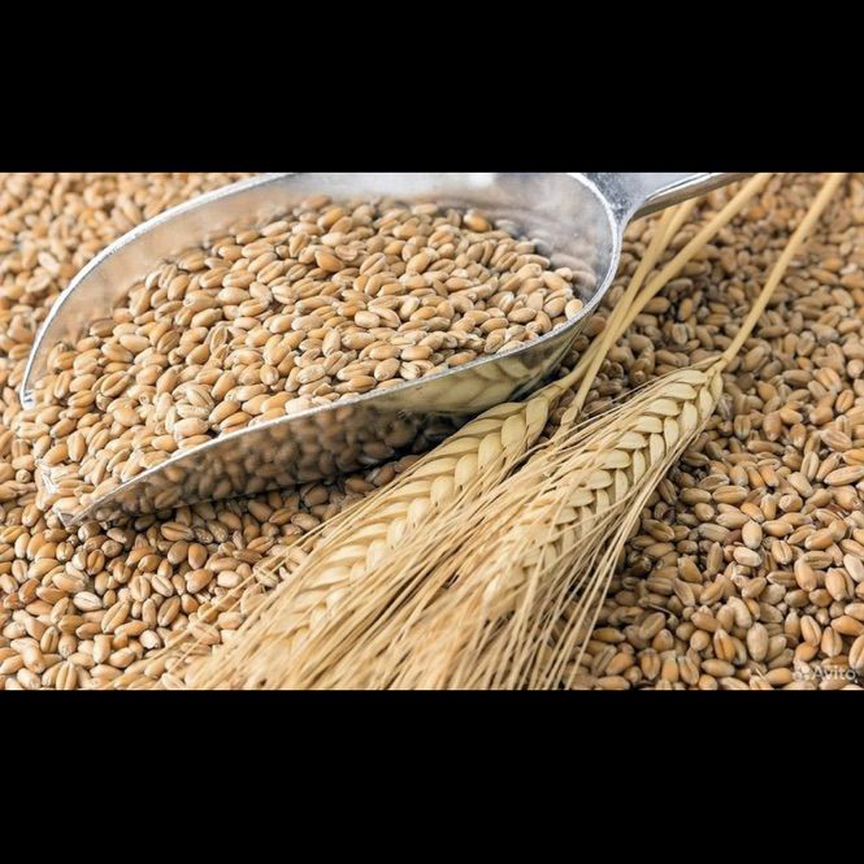 Продам пшеницу