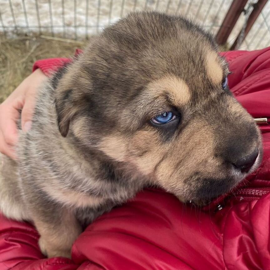 Щенки в добрые руки
