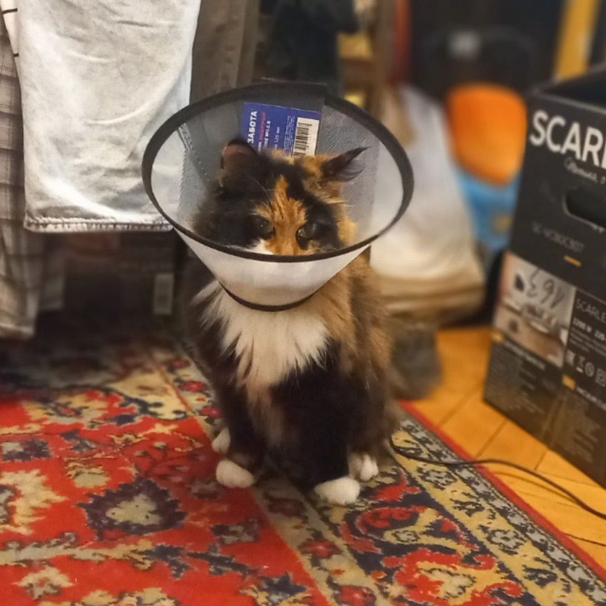 Кошки в добрые руки(Болеет)