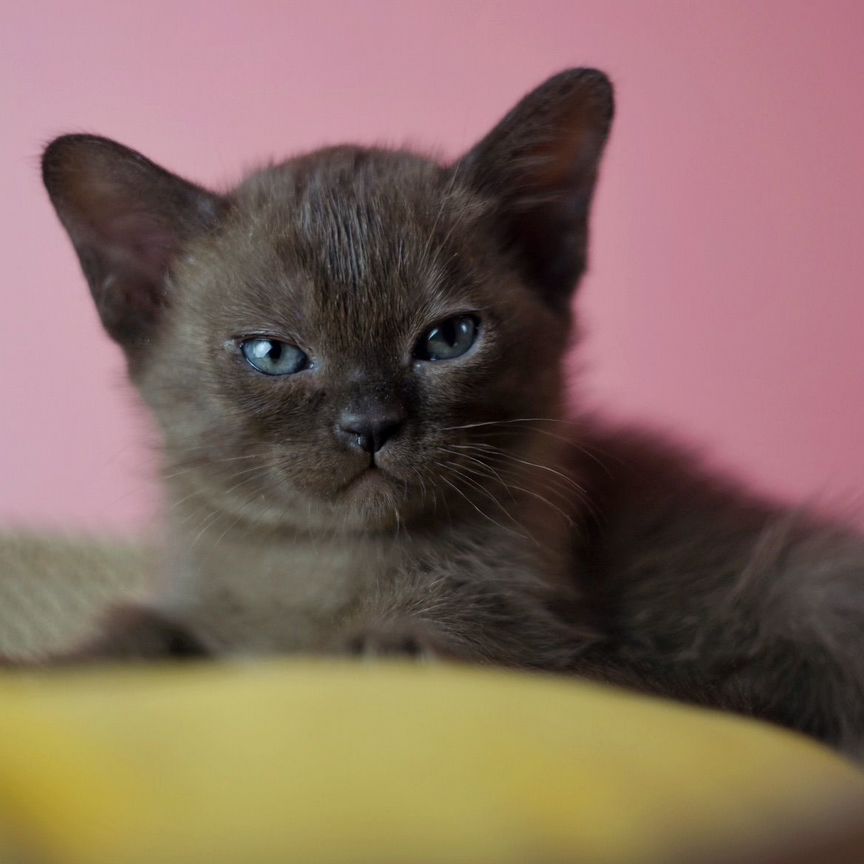 Бурманские котята