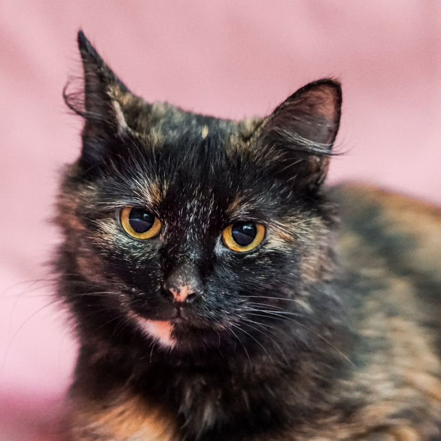 Кошка красивая