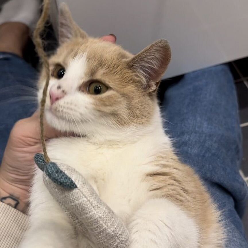 Рыжулька котенок девочка в добрые руки