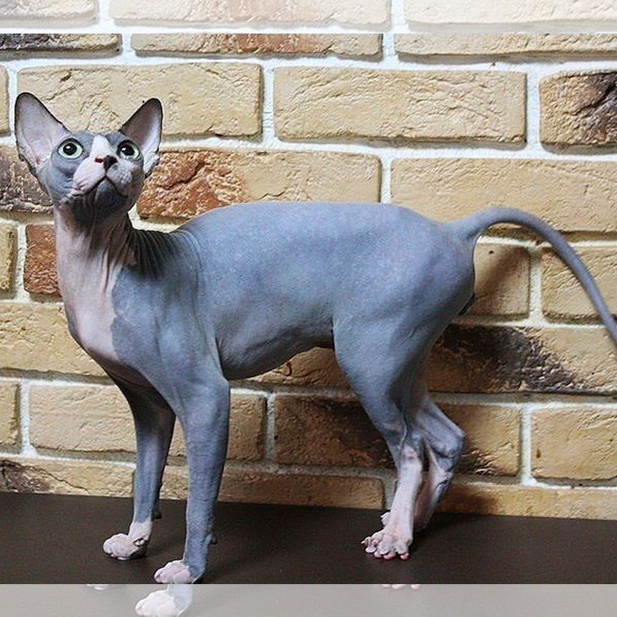 Котик с документами