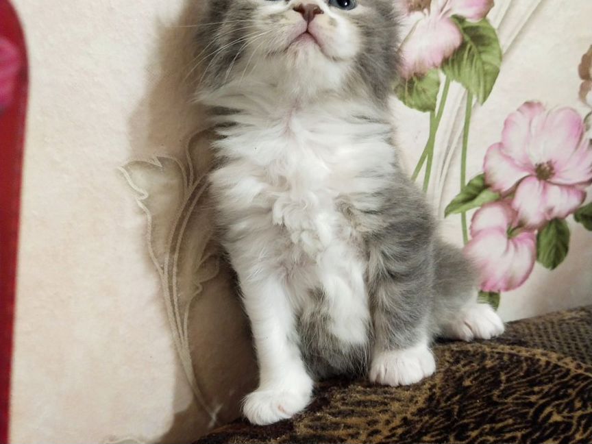 Котята сибирской кошечки