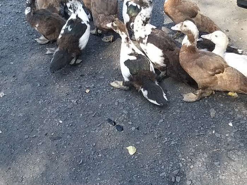 Мускусные утки