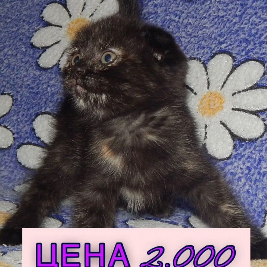 Шотландская вислоухая красавица