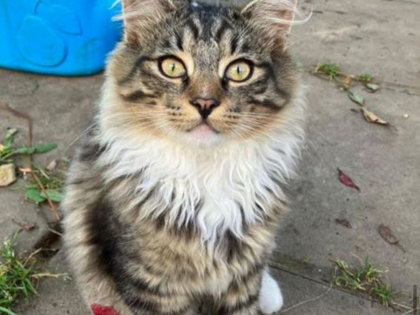 Сибирский котенок мальчик в дар