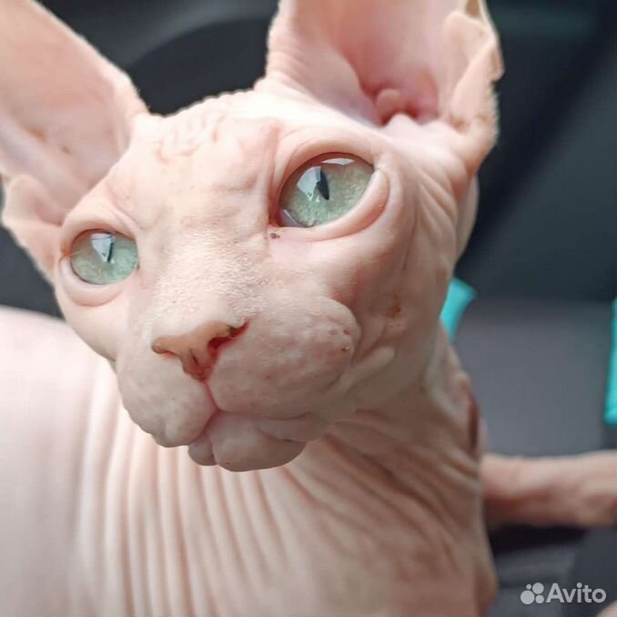 Канадский сфинкс белый