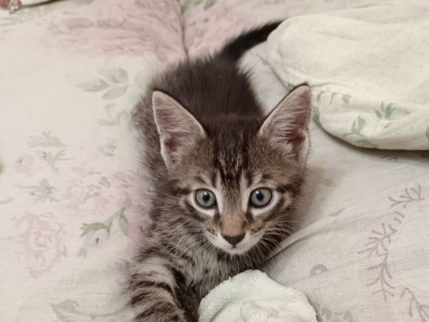 Отдам в добрые руки котенка