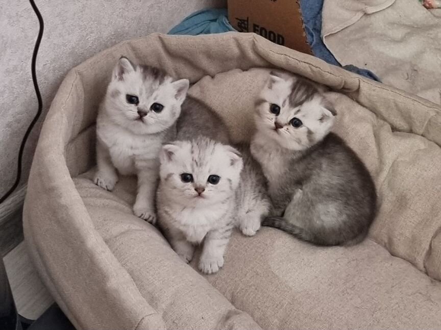 Шотландская серебристая шиншилла