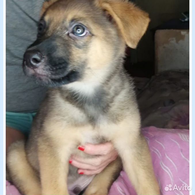 Овчаристые щенки