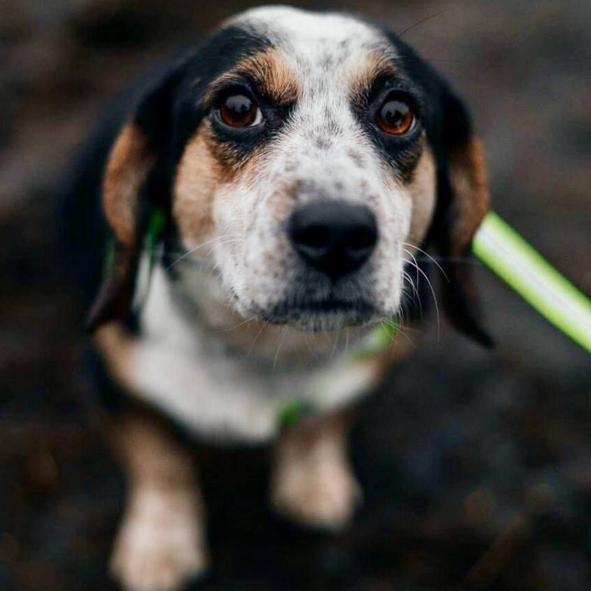 Взрослая собака в добрые руки