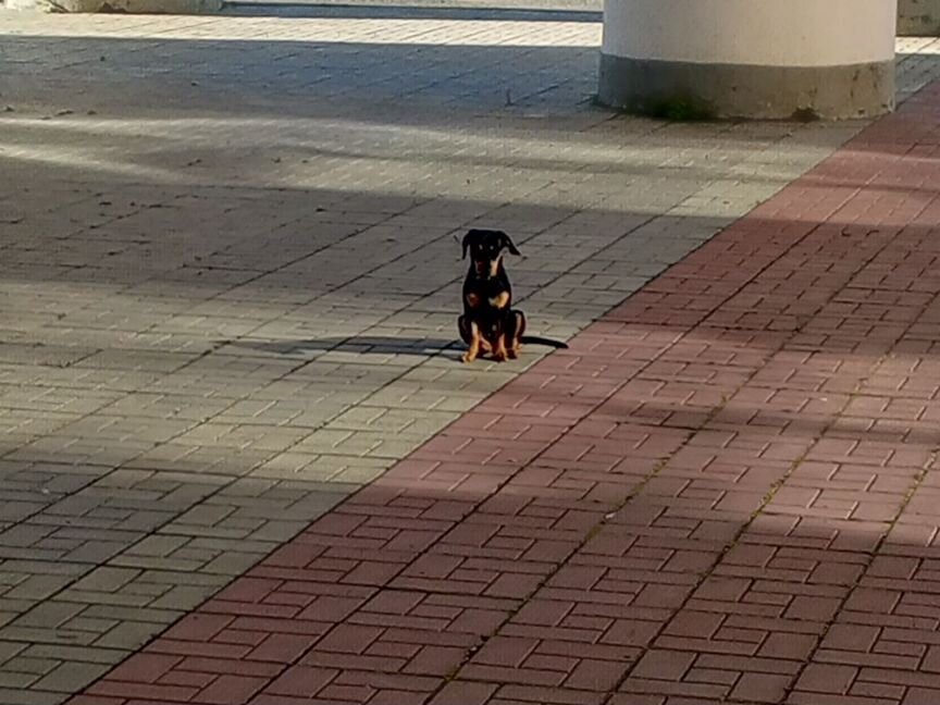 Собачка потеряшка