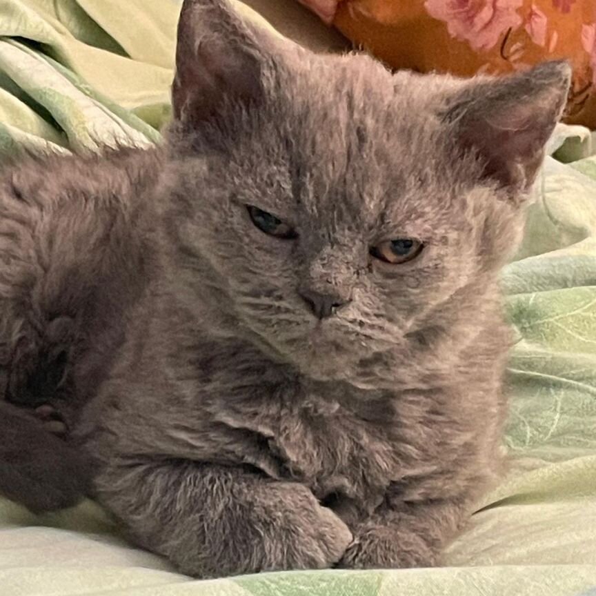 Котёнок породы селкирк-рекс