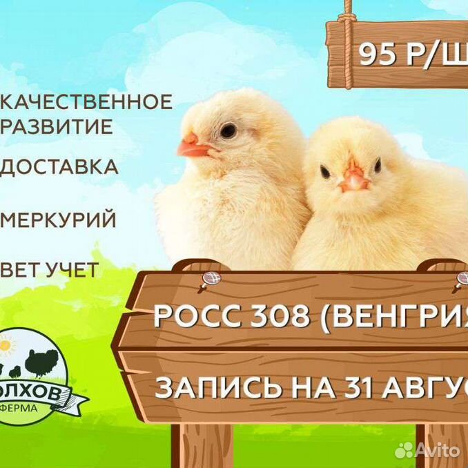 Цыплята бройлеры росс308 Венгрия купить доставка