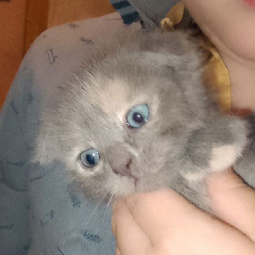 Шотландские вислоухие котята