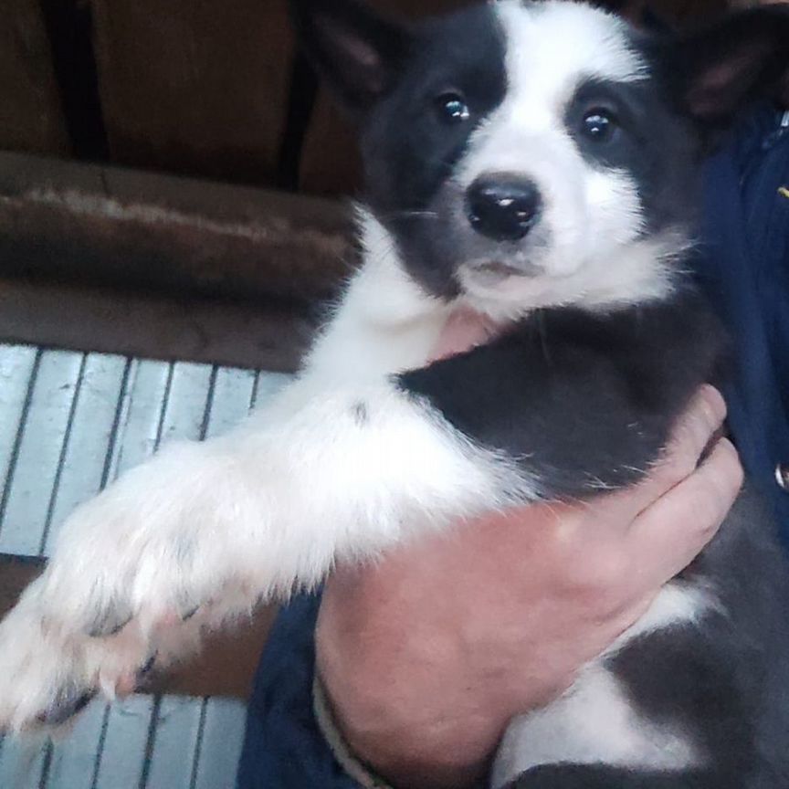 Щенок карельской медвежьей собаки