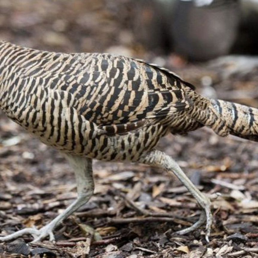 Самка алмазного фазана