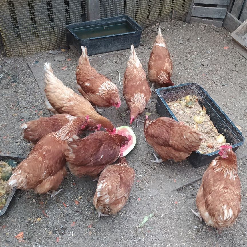 Продам курей несушек красноярск