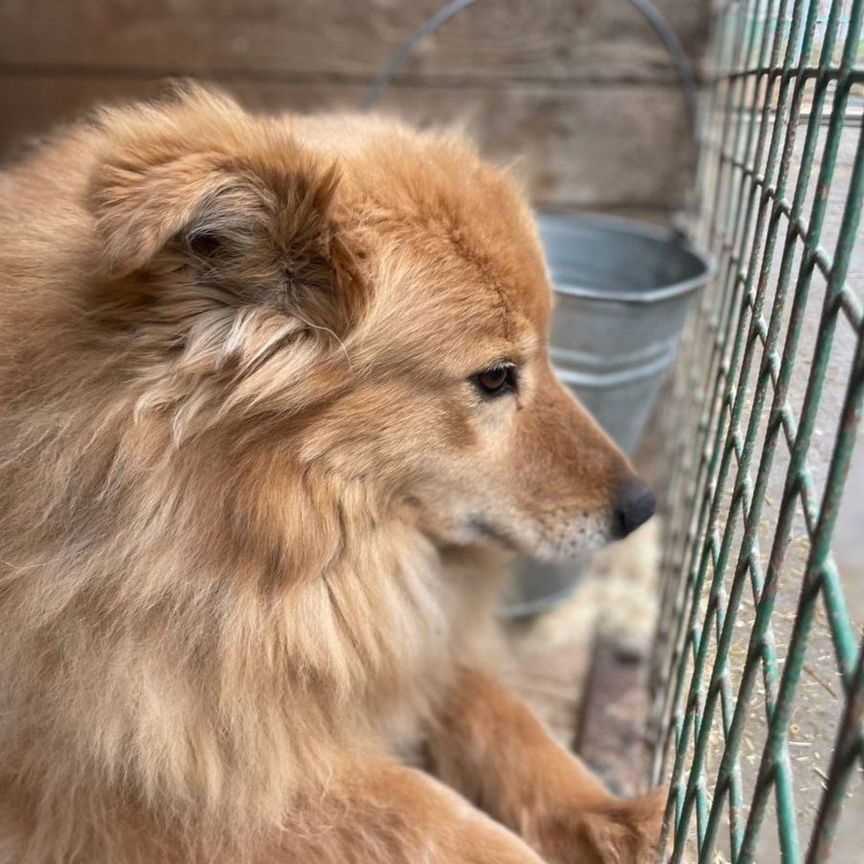 Красавчик Атос из приюта