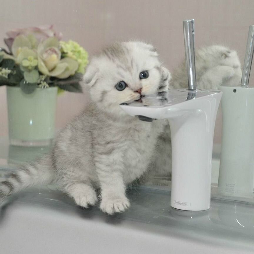 Шотландские вислоухие котята