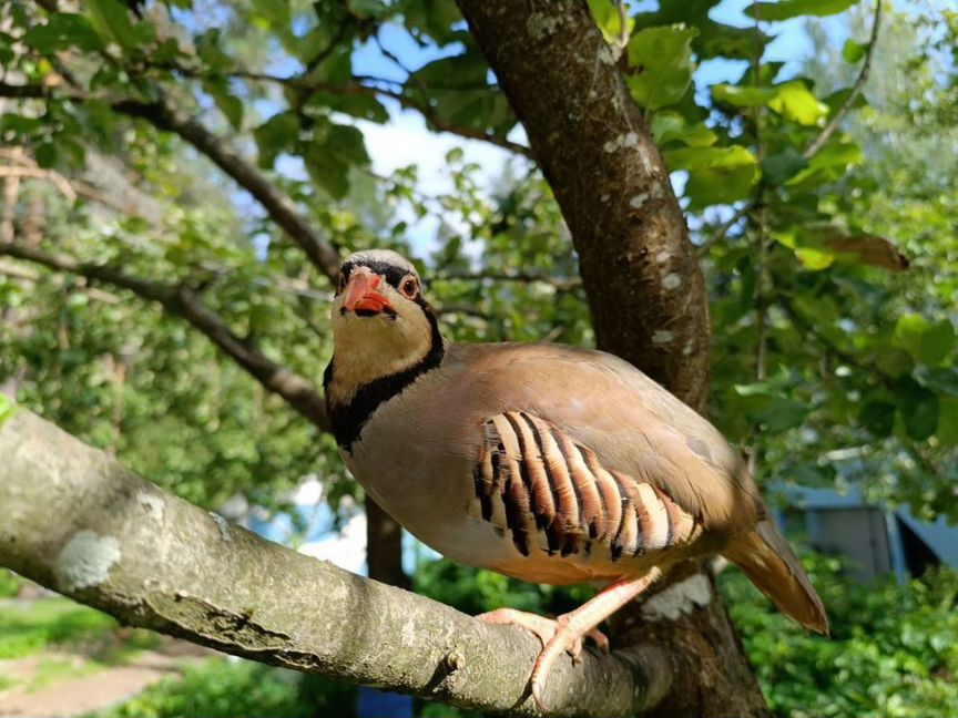 Кеклик иранский