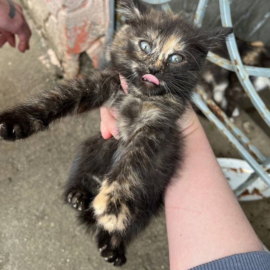 Котёнок в добрые руки
