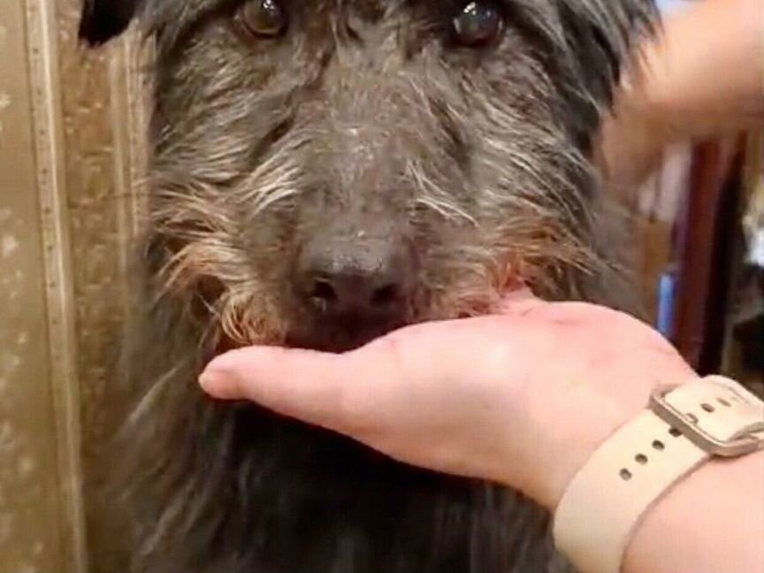 Славный старичок Барон ищет новый дом