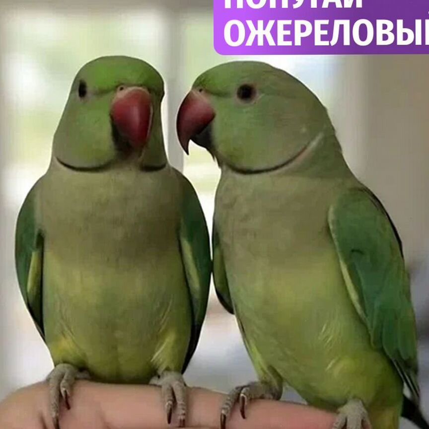 Попугай Ожереловый
