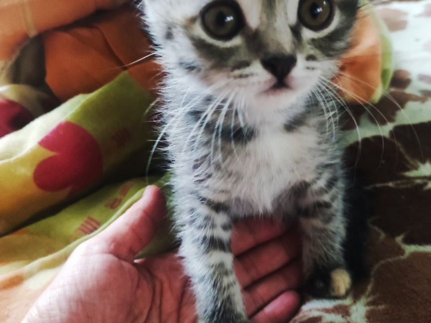 Ласковые девочки в добрые руки