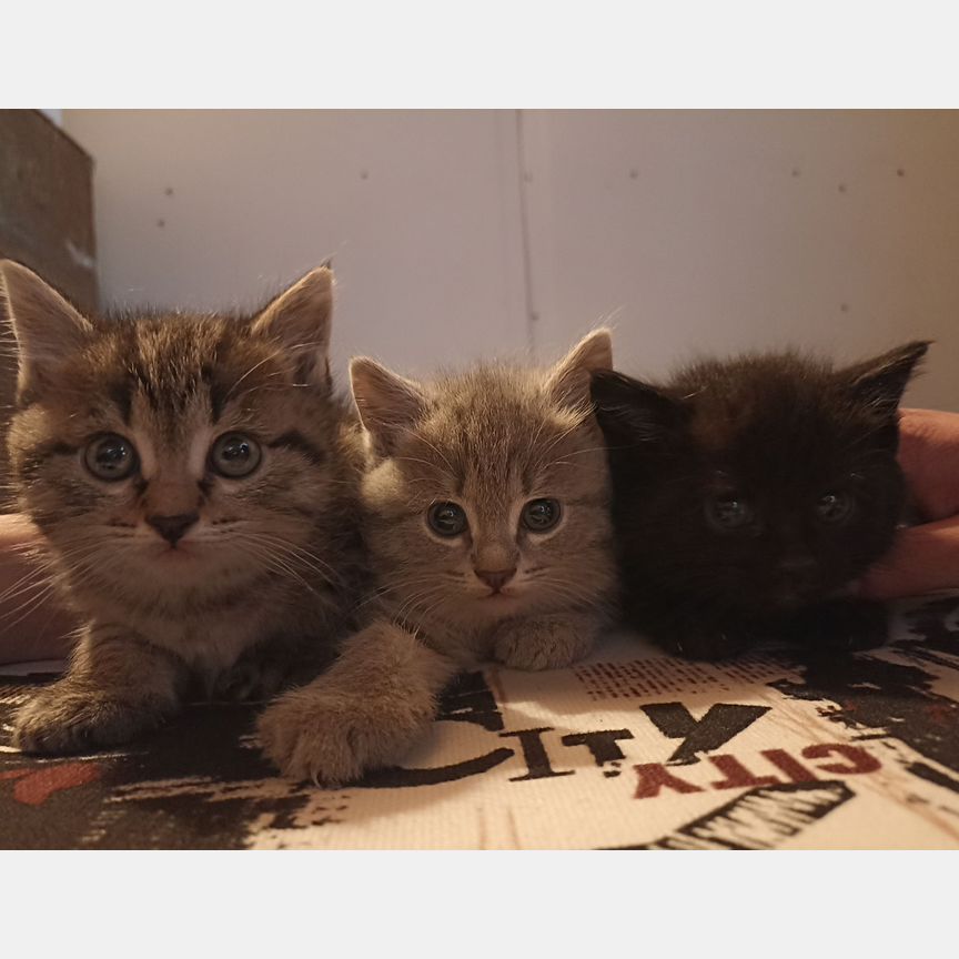 Кошка в дар бесплатно