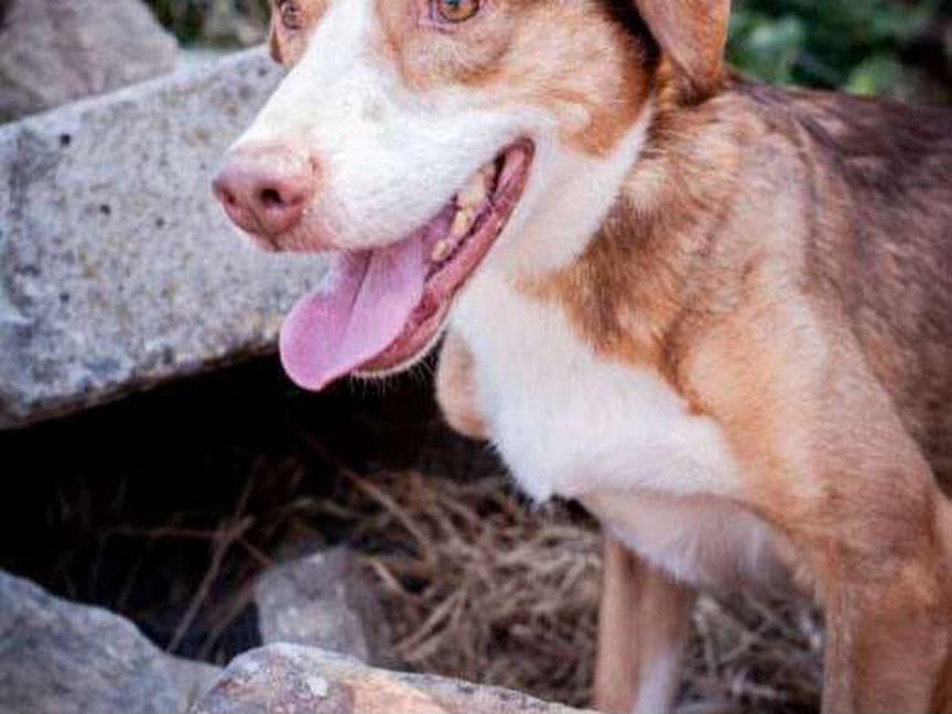 Спасите мальчика из, черного, приюта