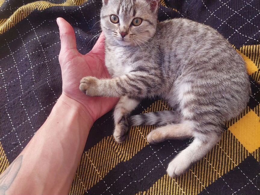 Кошка в дар