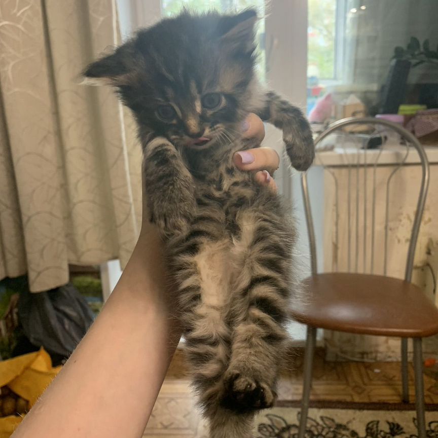 Котёнок нибелунг