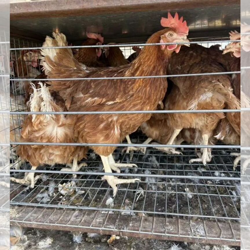 Куры несушка