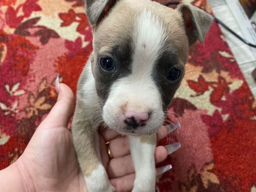 Щенки питбультерьера