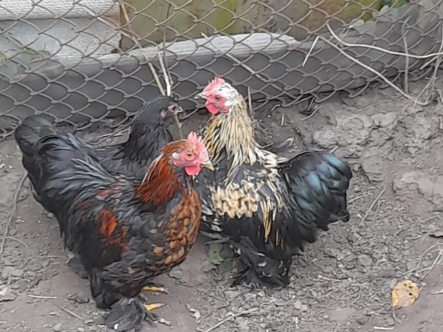Декоративные куры кохинхины